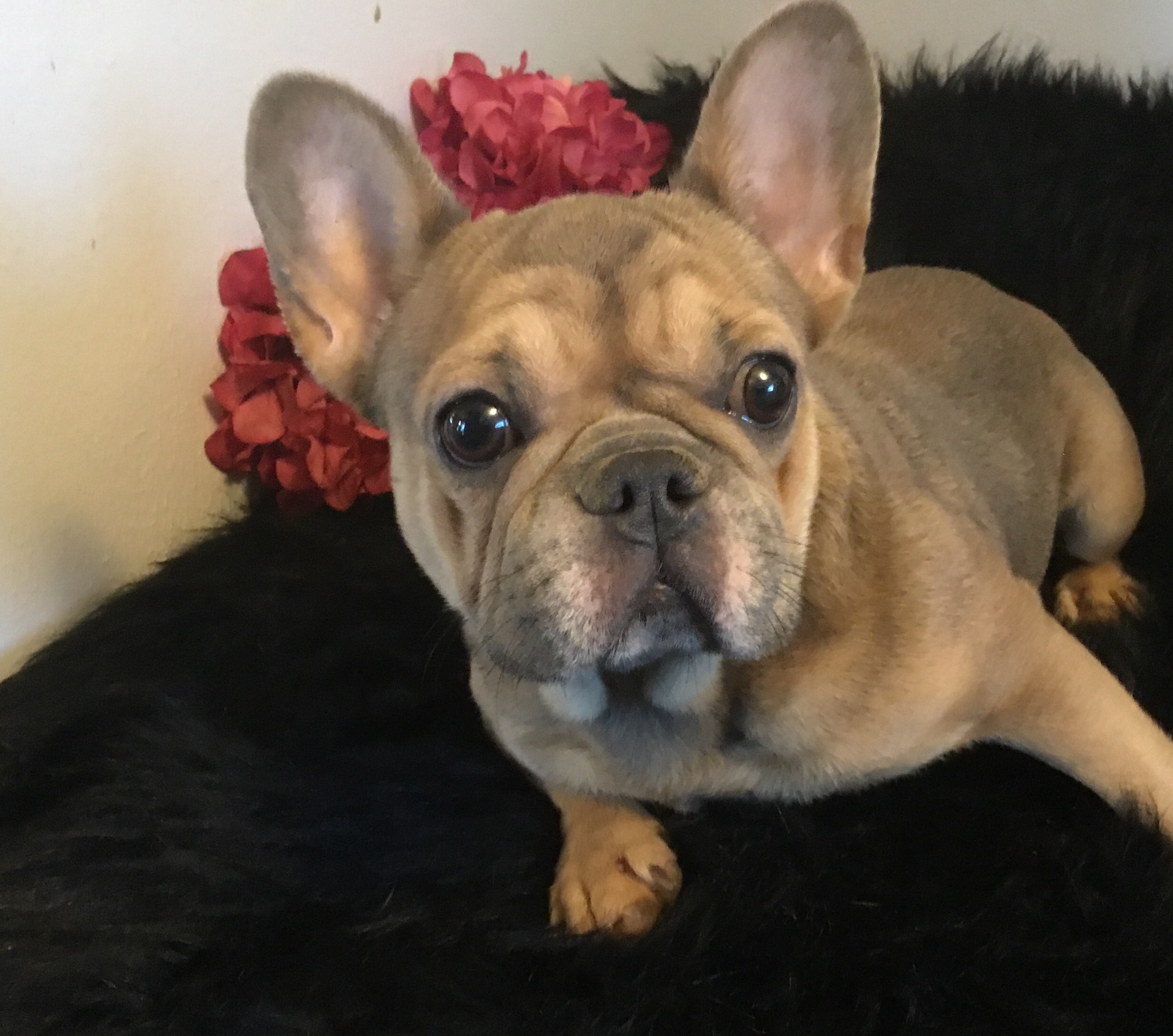 Our Frenchie Girls – MIDWEST FRENCHIES
